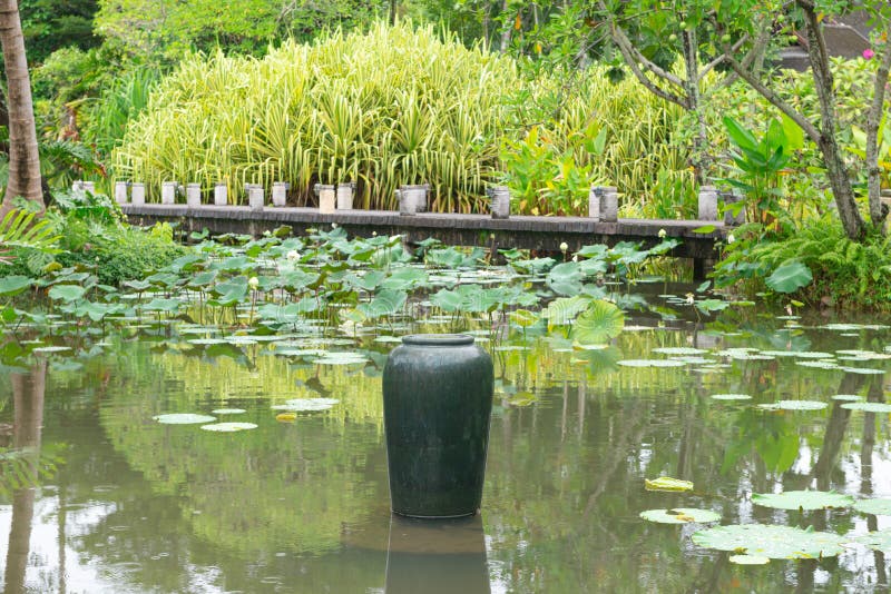 Homegrown Vegetable Garden with Swamp in the Backyard. Stock Photo ...