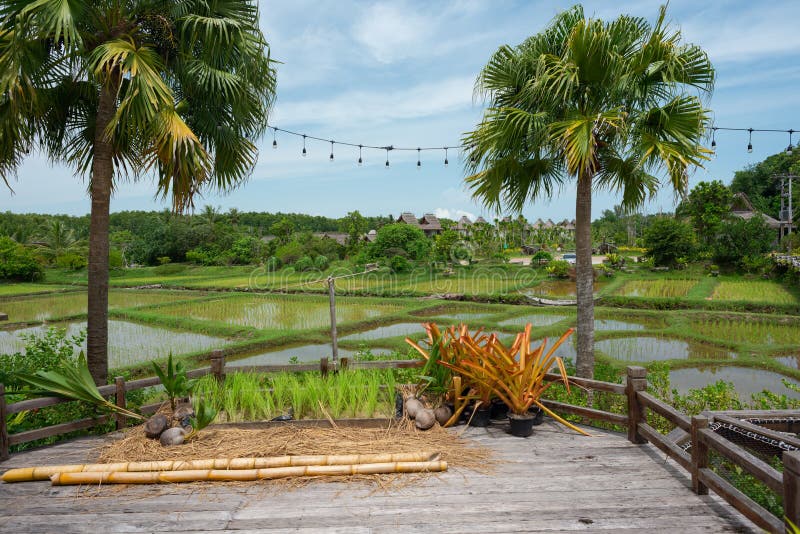 Homegrown Vegetable Garden with Swamp in the Backyard. Stock Image ...