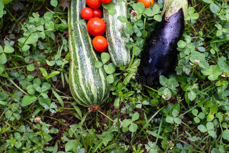 Homegrown Vegetables on an Organic Domestic Farm Stock Photo - Image of ...