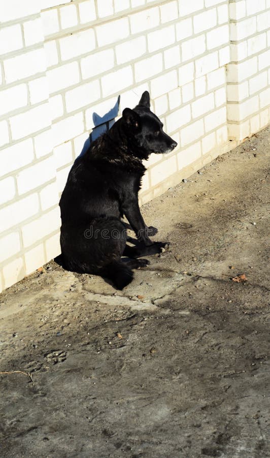 Homeless black dog stock photo. Image of animal, lying - 82559830