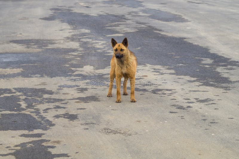 Homeless Brown Dog on the Road. Mixed Breed Dog Stock Image - Image of ...