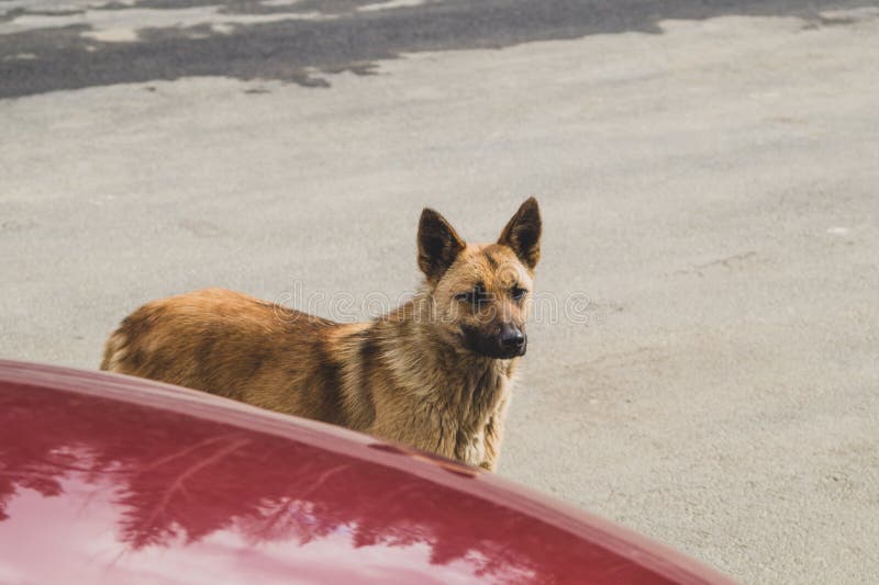 Homeless Brown Dog on the Road. Mixed Breed Dog Stock Photo - Image of ...