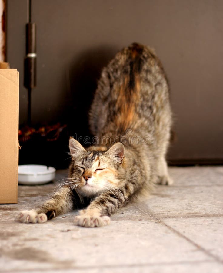 Homeless cat stock photo. Image of kitten, cost, vagabond - 1619414