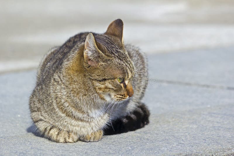 Homeless cat stock photo. Image of beautiful, homeless - 29336300