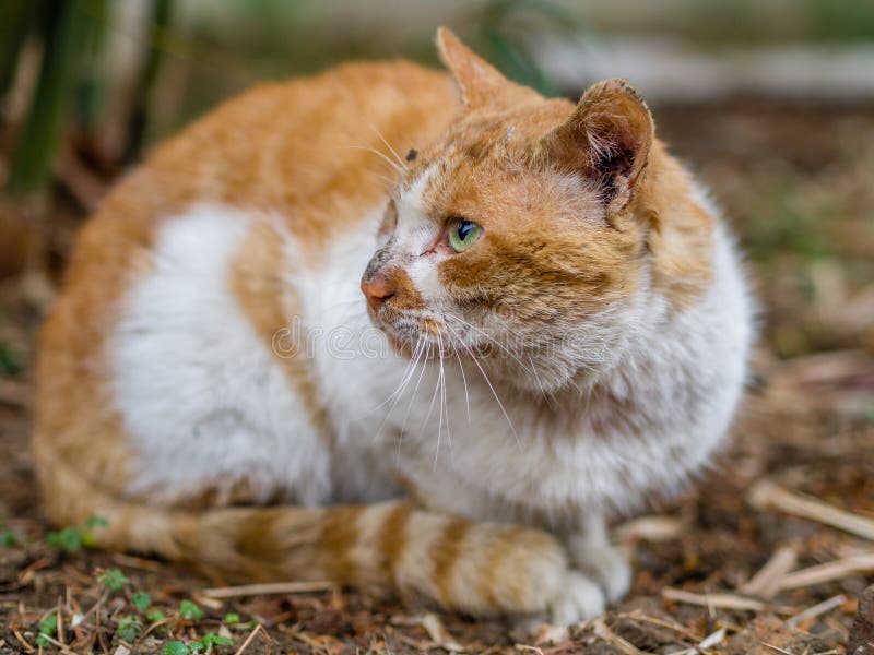 Homeless cat stock image. Image of breed, furry, eyes - 38100015