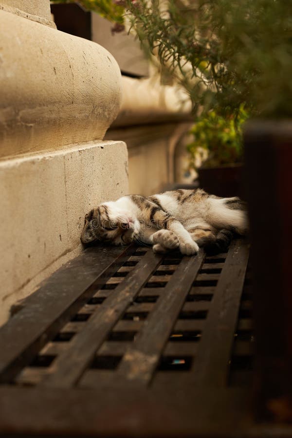 The homeless cat in Baku stock photo. Image of waiting - 327518982