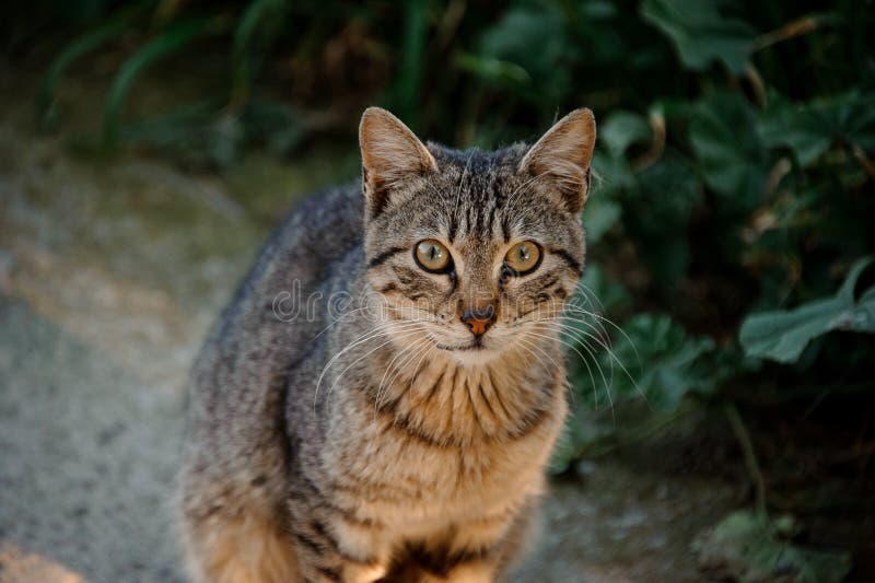 Homeless Cat with the Begging Green Eyes Stock Image - Image of face ...