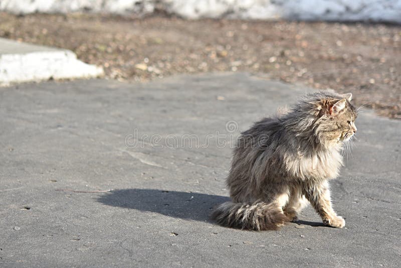 Homeless Cat Concept. Beautiful Fluffy Cat Sits Alone on the Pavement ...