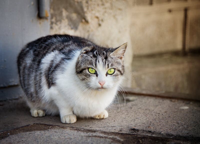Homeless cat without ear stock photo. Image of care, domestic - 60097064