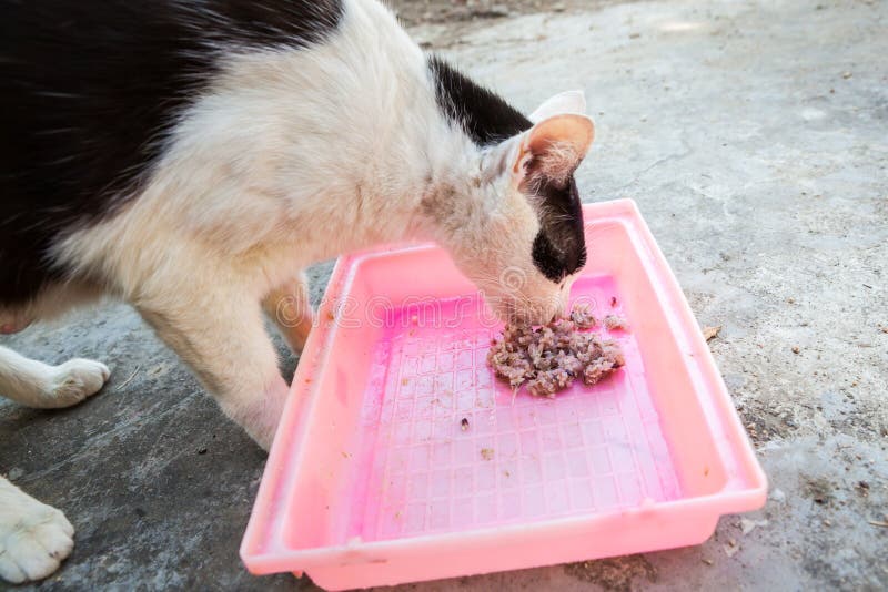 Homeless Cat Eating Rice on Dish. Stock Image - Image of eyes, homeless ...
