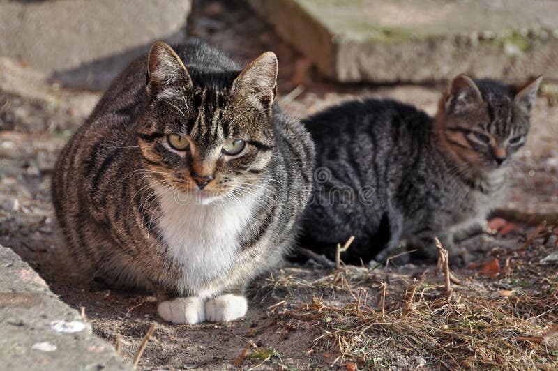 Homeless cat with kitten stock image. Image of feed, homeless - 43480425