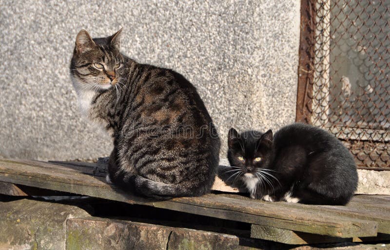Homeless cat with kitten stock photo. Image of outdoor - 42149356