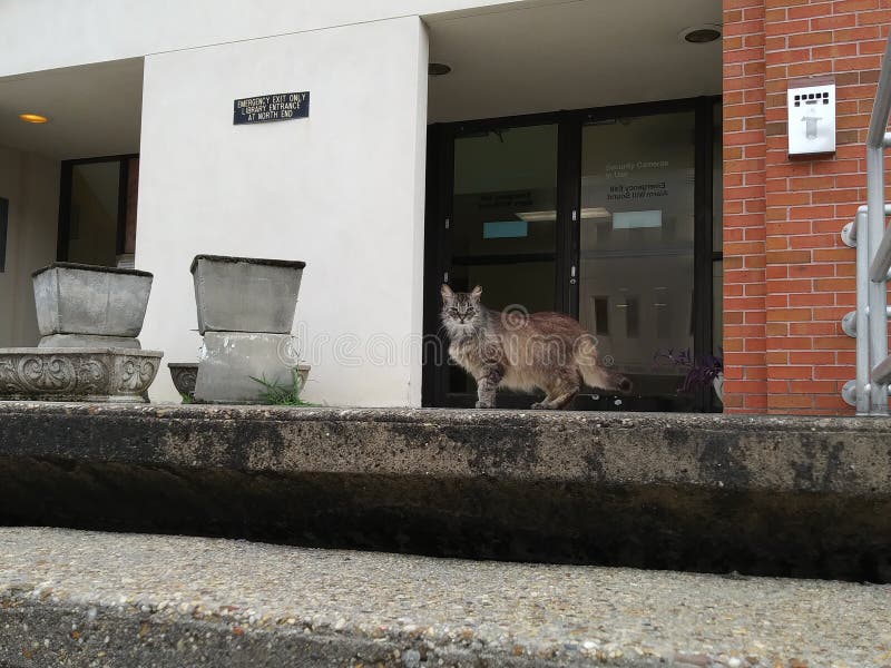 Homeless cat stock image. Image of roaming, library - 128976011