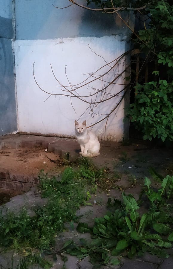 Homeless Cat from Russian Underground Stock Image - Image of grass ...