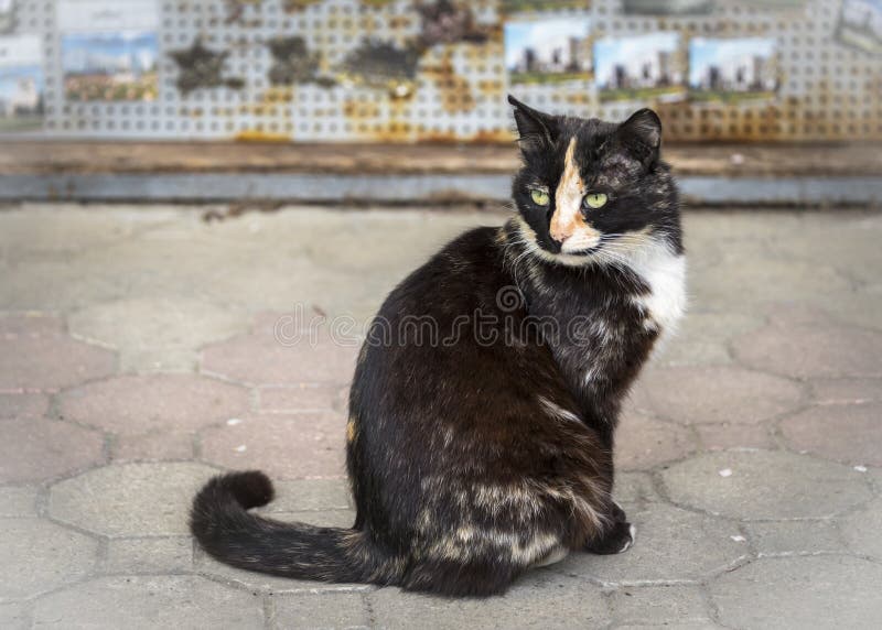 A Homeless Cat with Scars and a Stern Look Stock Image - Image of cute ...