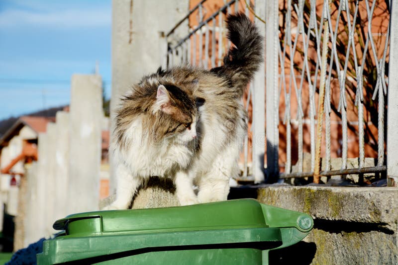 Cat Garbage Stock Photos - Download 830 Royalty Free Photos
