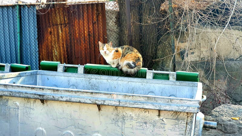 A Homeless Cat Sitting on a Garbage Bin Stock Image - Image of nature ...