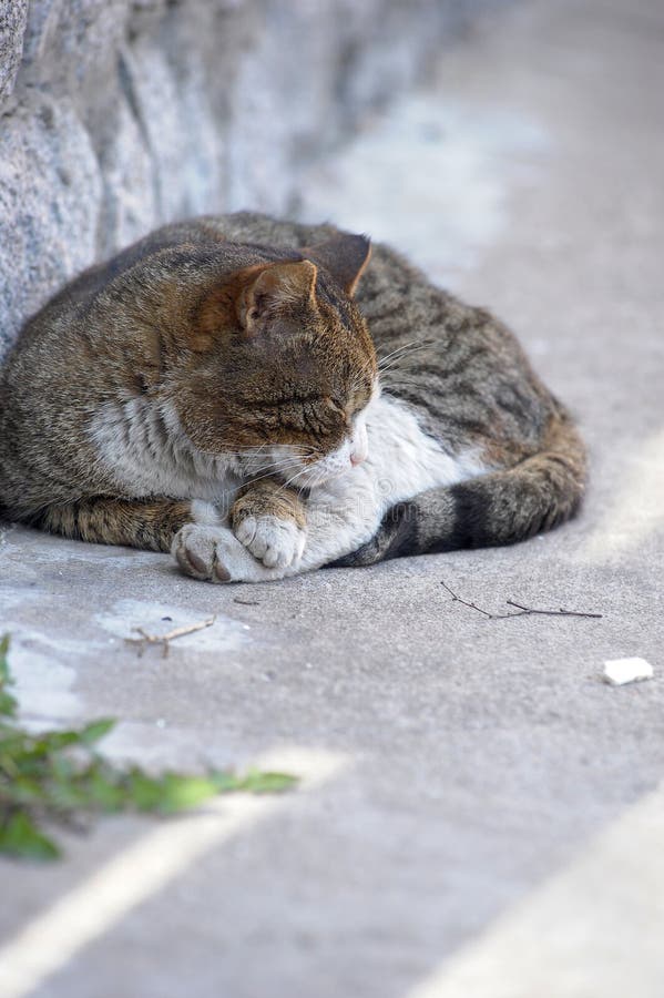 Homeless cat sleeping stock image. Image of wall, paws - 30753999