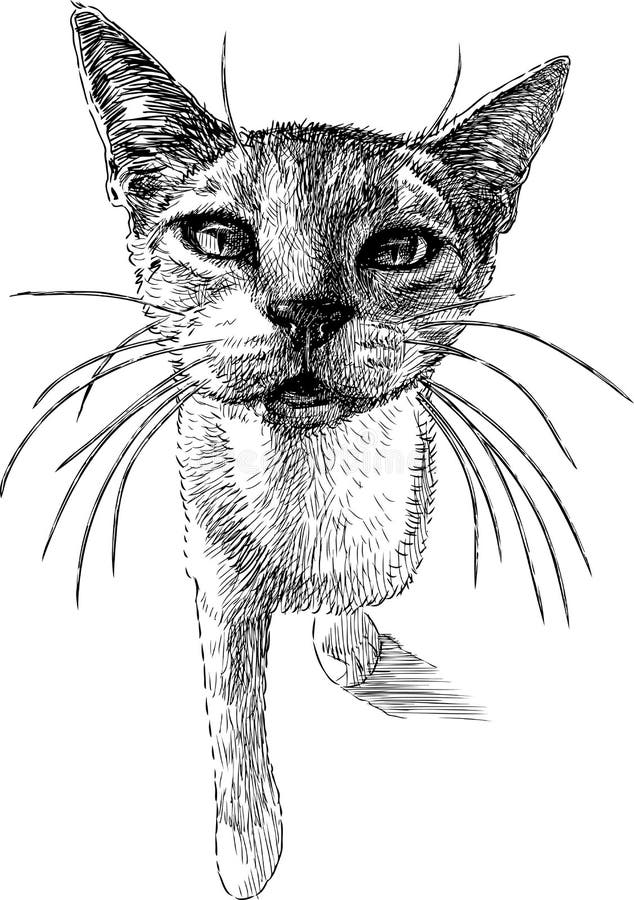 Behemoth in the water stock vector. Illustration of face - 34602817