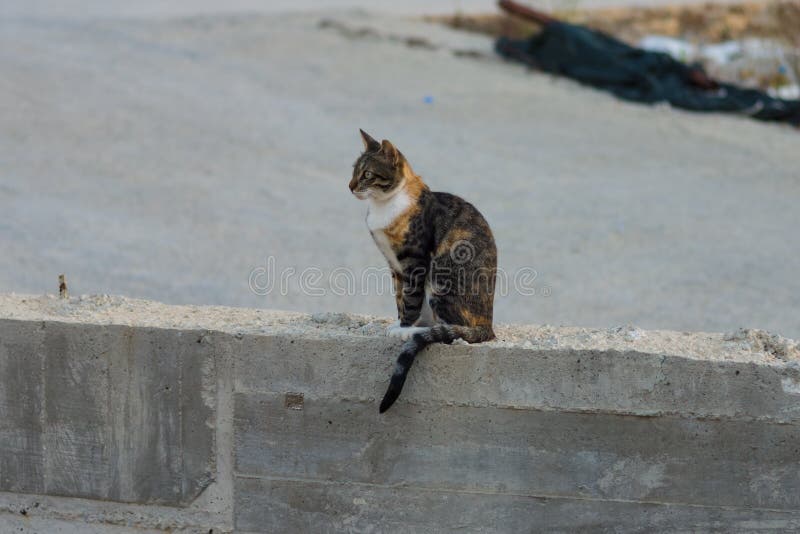Homeless cat. stock photo. Image of sadness, stray, eyes - 58638614