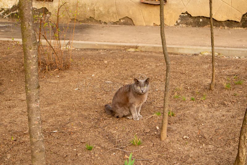 Homeless Cats. Cats Walk Along the Street Stock Image - Image of ...