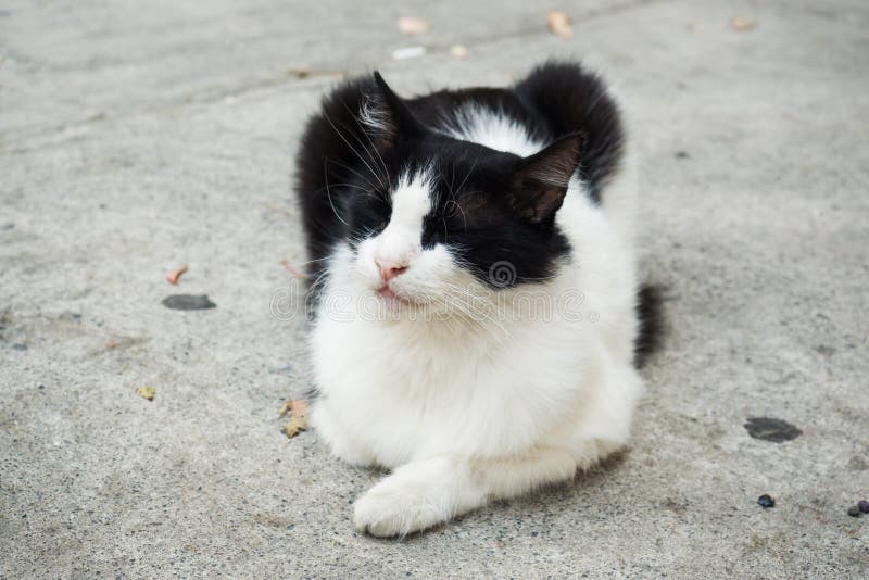 Homeless Cute Cat on the Street Sidewalk Stock Photo - Image of playful ...