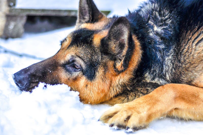 Homeless dog stock photo. Image of mammal, abandoned - 28361566