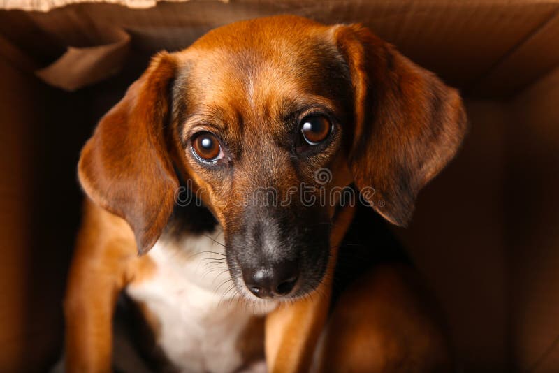 Sad Puppy in Cage stock image. Image of abandon, cruelty - 2632197