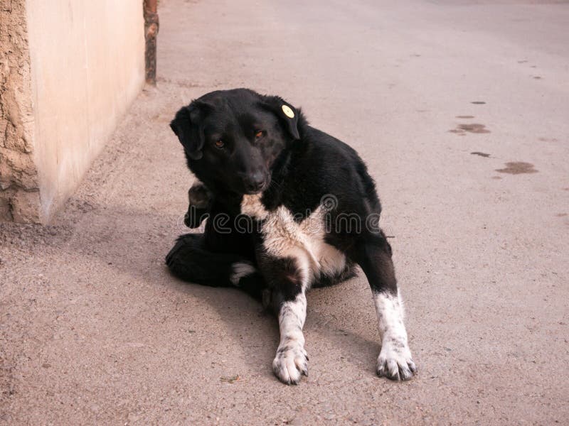 Homeless Dog Closeup Outdoors Stock Photo - Image of nature, head ...