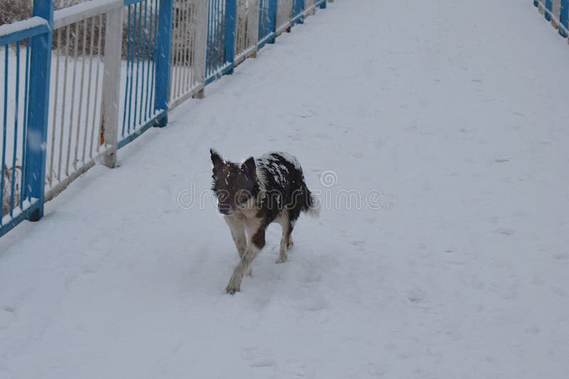 A Homeless Dog Covered in Snow in Winter Stock Image - Image of freeze ...