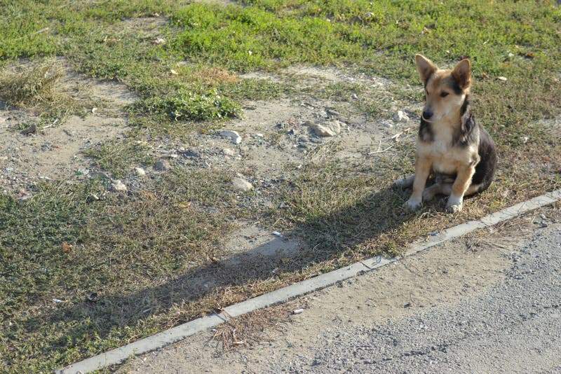 Homeless dog stock photo. Image of city, russian, hidden - 79257958