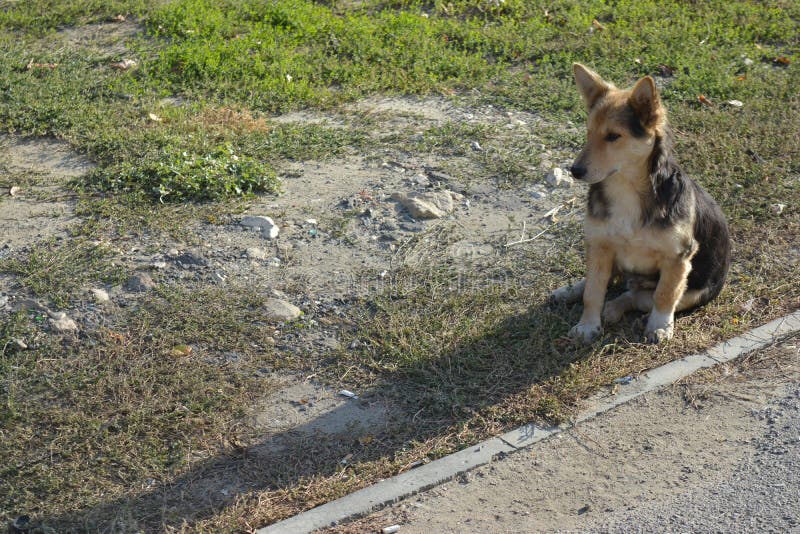 Homeless dog stock photo. Image of pile, hidden, yellow - 79259350