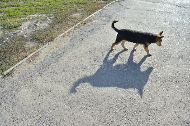 Homeless dog stock photo. Image of russian, like, fallen - 79259362