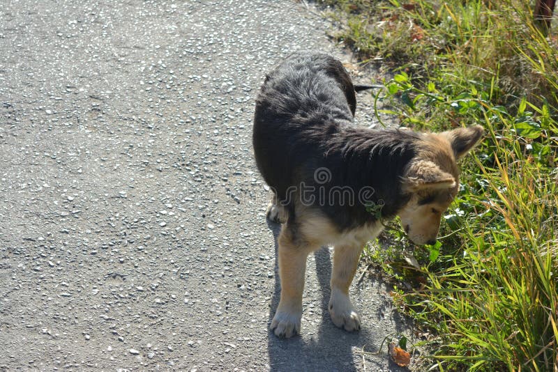 Homeless dog stock image. Image of russian, like, dogs - 79260271