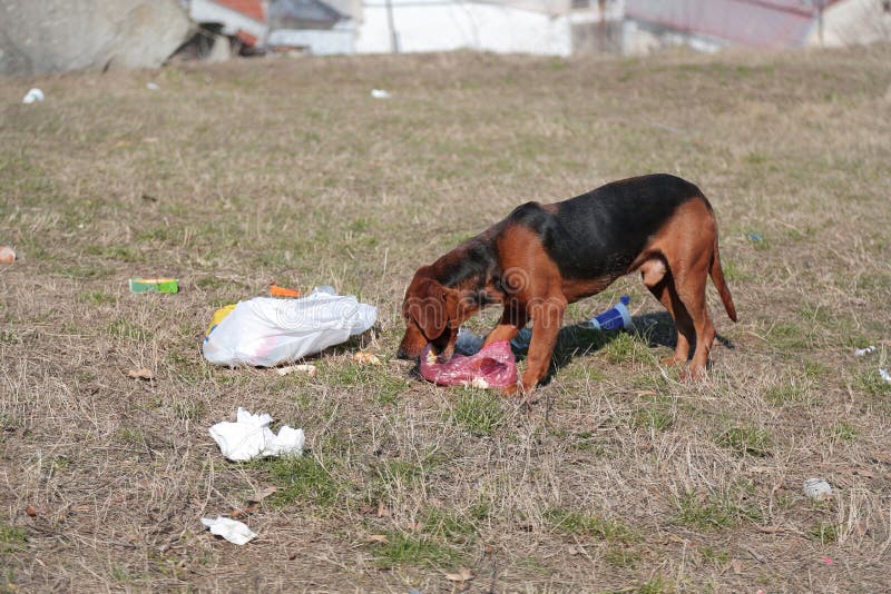 Homeless Dog Eating Food in the Garbage Stock Image - Image of nature ...
