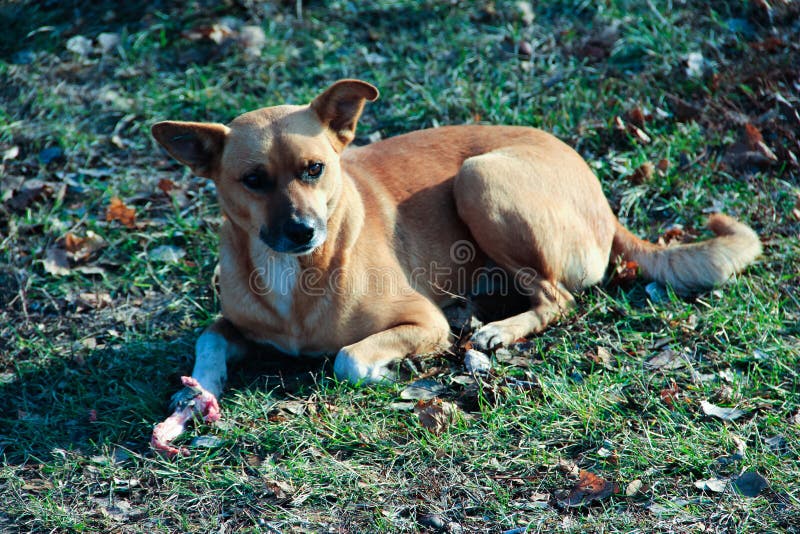 A Homeless Dog Eats a Bone in the Street Stock Photo - Image of ...