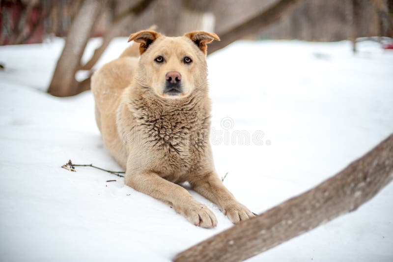 Homeless Dog Laying Snow Outside Stock Photos - Free & Royalty-Free ...