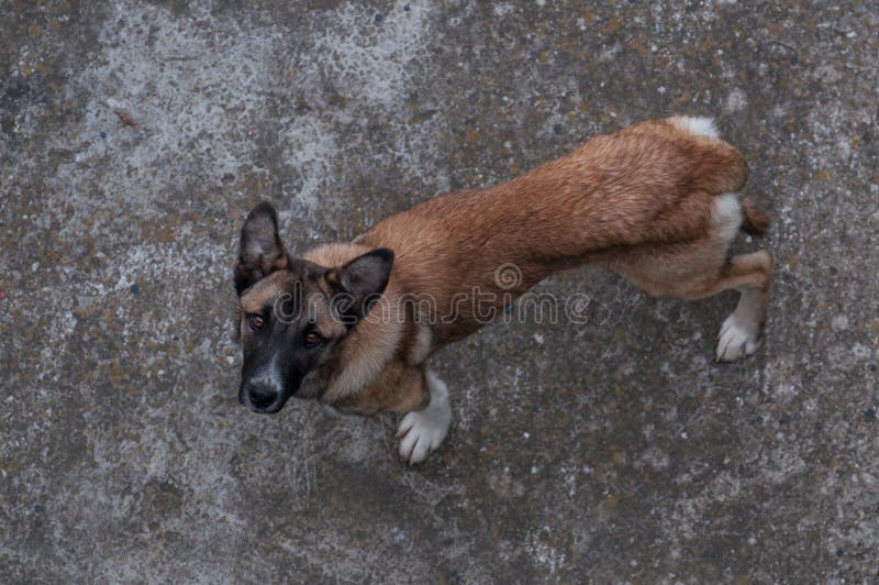 Homeless dog looking up stock image. Image of lonely - 45918595