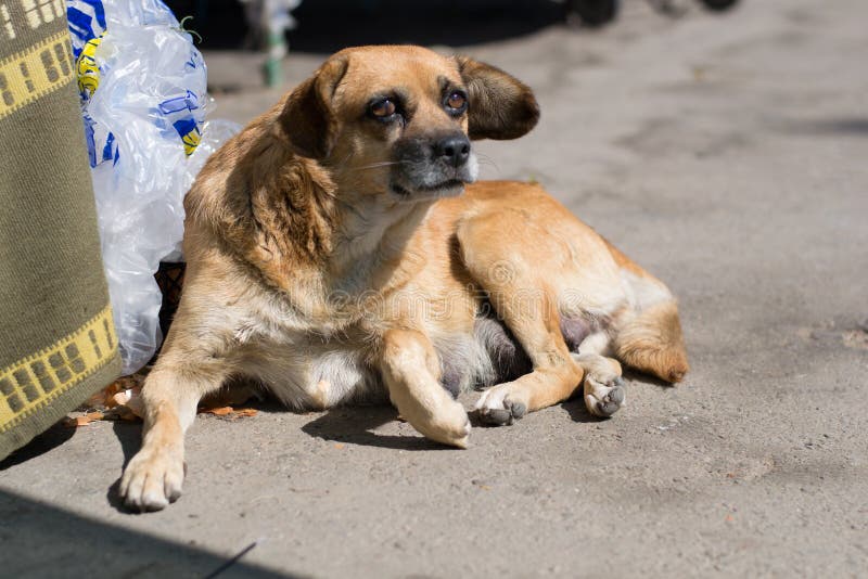 Homeless Dog Looks Plaintively Lying on the Asphalt Stock Image - Image ...