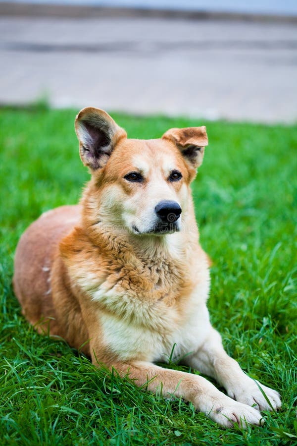 Homeless dog stock photo. Image of adorable, lovely, doggy - 36644262