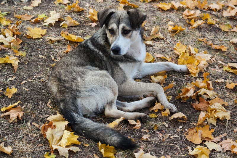 Homeless dog in the park stock photo. Image of outbred - 162342570
