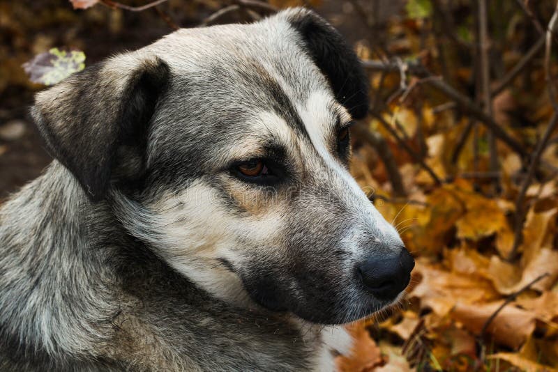 Homeless dog in the park stock photo. Image of mammal - 162342650