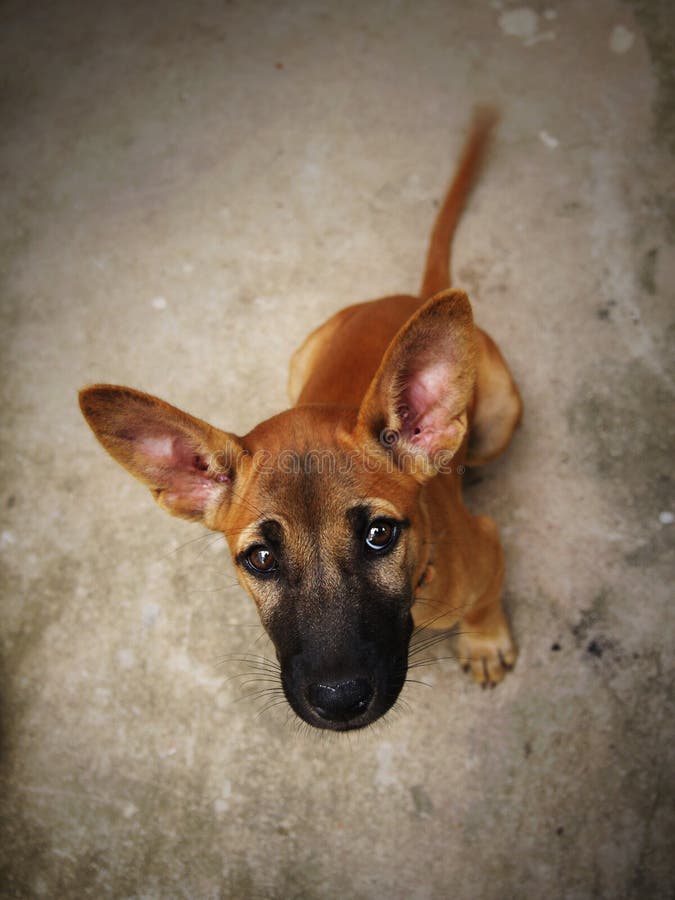 Homeless Dog stock photo. Image of doggy, domestic, hair - 39747944