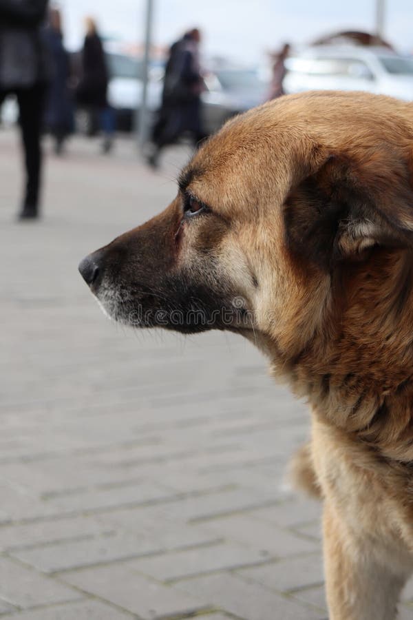 Homeless dog, dog portrait stock photo. Image of mammal - 271445728