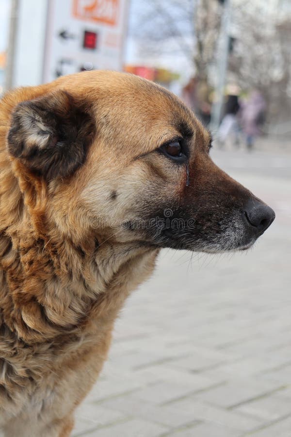 Homeless dog, dog portrait stock photo. Image of carnivore - 271445736