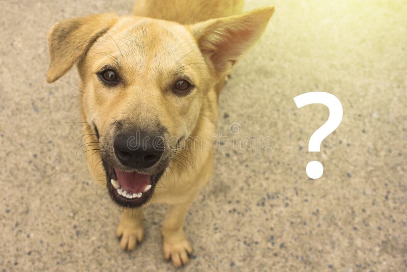 102 Dog Question Mark Stock Photos - Free & Royalty-Free Stock Photos ...