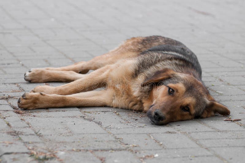 Homeless Dog Resting Looking Ahead Stock Image - Image of canine ...