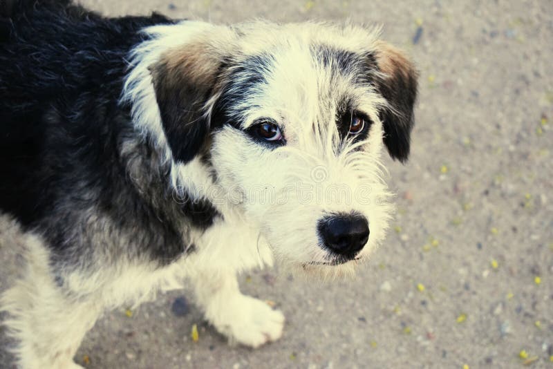 Homeless dog stock photo. Image of eyes, domestic, homeless - 91099282