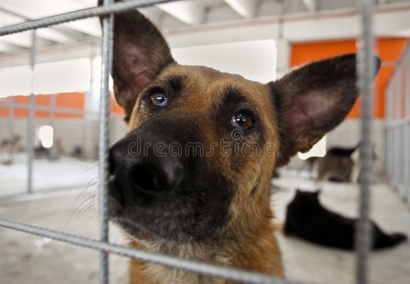 Homeless dog shelter stock photo. Image of fence, head - 20407534
