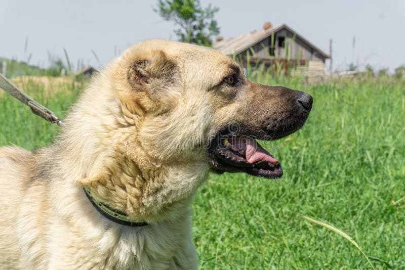 Homeless Dog in a Dog Shelter Stock Photo - Image of shelter, unwanted ...